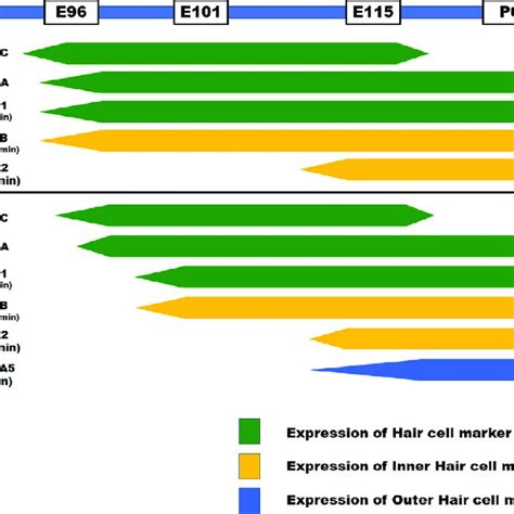 Schematic Diagram Of Conventional Supporting Cell Marker Expression Download Scientific Diagram