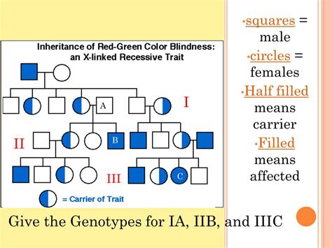 PPT CHAPTER 7 EXTENDING MENDELIAN GENETICS PowerPoint Presentation Free Download ID 5806538