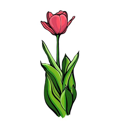 Sketch Illustration With Green Hand Drawn Tulip Stem Tulip On A Stem With Leaves Isolated On A