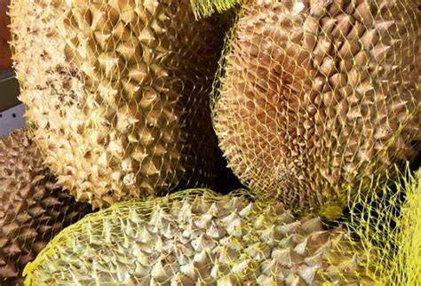 شجرة الدراجون فروت Zalant