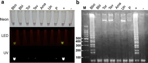 Specificity Of LAMP Reactions The Potential Cross Amplification Of The Download Scientific