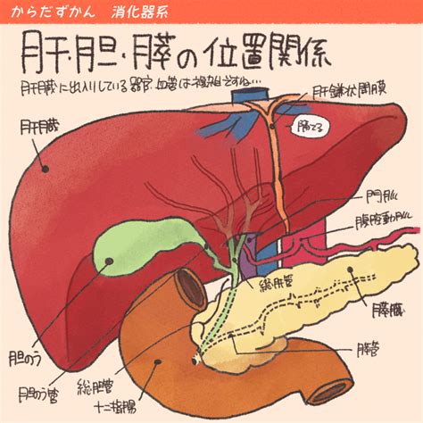 肝臓胆嚢膵臓 解剖 からだずかん