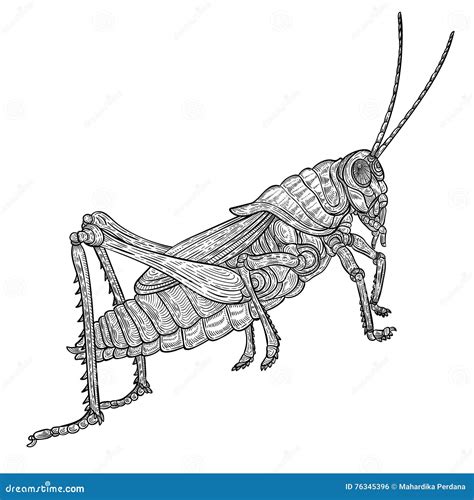 Grasshopper Illustration Drawing Engraving Ink Line Art Vector
