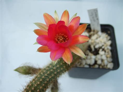 Dscf8331  Free Image Hosting Service