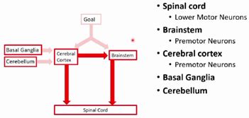 Lecture 11 Voluntary Motor Control And Descending Pathways Flashcards Quizlet