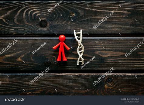 Human Rubber Figurine Dna Molecule Model Stock Photo 2378963249 Shutterstock