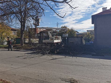 Секат опасни дървета в Радомир