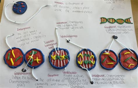 Cell Cycle Project Ideas