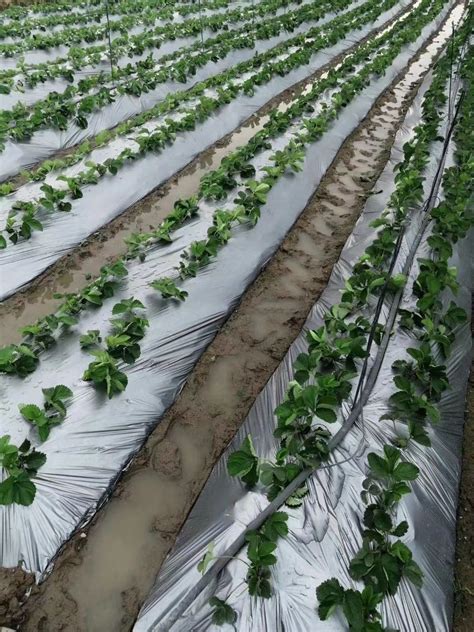 厂家定做 PE银黑农用反光膜 塑料薄膜 农用大鹏种植双色地膜 阿里巴巴