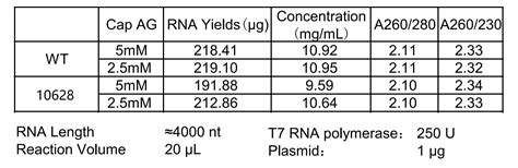 T7 Rna Polymerase Low Dsrna