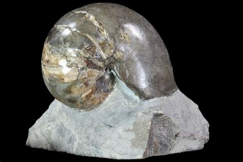 1 6 Fossil Nautilus Eutrephoceras In Limestone South Dakota