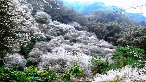 台灣南投 信義鄉 祕境 賞梅花 梅花瀑 縮時攝影 Youtube