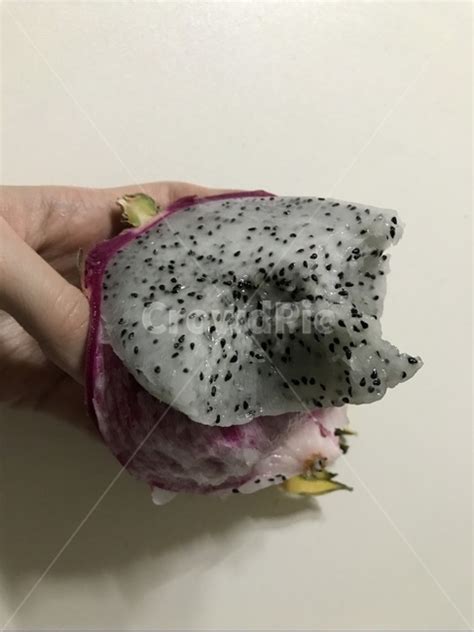 용과 베어문과일 용과먹은 열대과일 이색과일 사진이미지일러스트캘리그라피 달고나작가