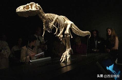 三名美国小男孩发现罕见霸王龙化石 菲舍尔 恐龙 自然科学