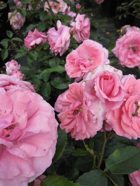 Beetrose Randilla Rose R Beetrose Baumschule Pflanzenvielfalt