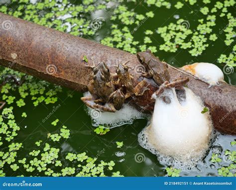 Common Tree Frog Breeding By The Male Is Hugged On The Female Back Five Frogs Are Mating And