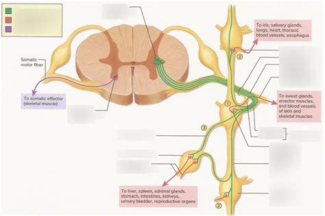 Preganglionic Motor Neuron
