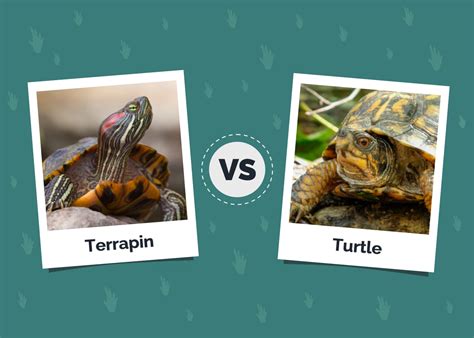 Terrapins And Turtles The Difference