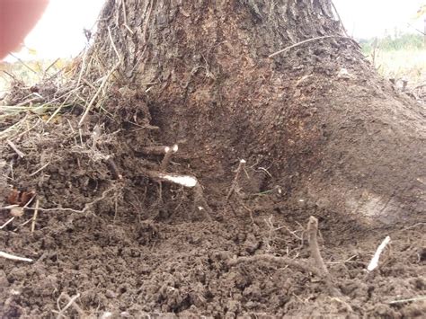 Got Trunk Flare Tree Care Trees HF G