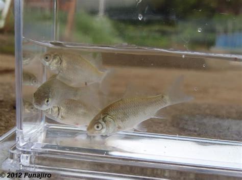 7 23 多摩川水系魚類採集 鮒次郎のブログ