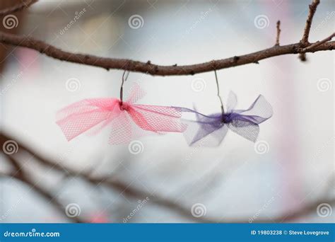 Ribbons In A Tree Stock Photo Image Of Petal Paper