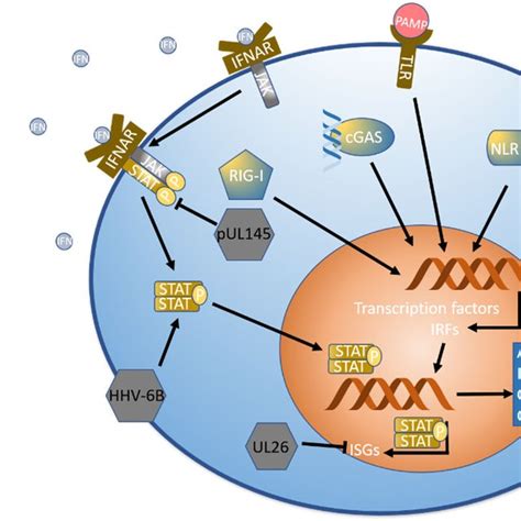 Pathogen Sensing Interferon Ifn And The Jak Stat Pathway Pathogen