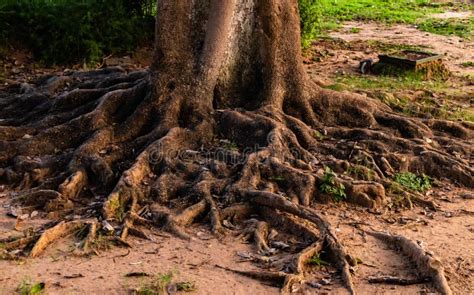 Outdoor Natural Image Of Gigantic Roots Of Old Tree Deep Spread Under The Ground Soil Erosion