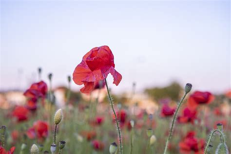 양귀비 꽃 식물 붉은 양 귀 Pixabay의 무료 사진 Pixabay