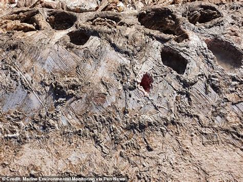 Mysterious Sea Beast That Weighs Four Tonnes And Is More Than 23ft In Length Washes Up On Beach