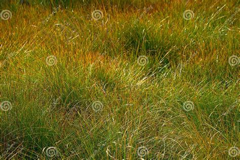 Abstract Grass Texture Autumn Nature Background Design Pattern Stock