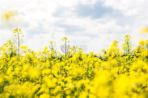 蓝天下的油菜花