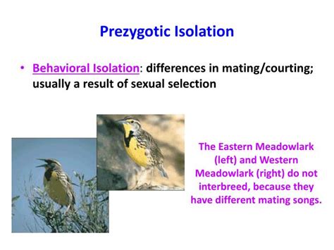 Ppt Fun Fact Imagine This… Powerpoint Presentation Id 2012063