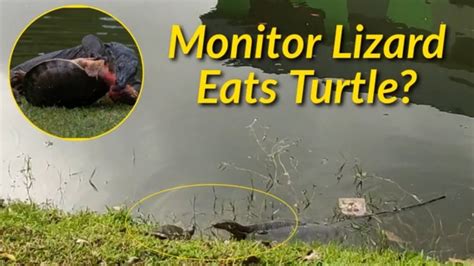 Monitor Lizard Eats Turtle Again Youtube