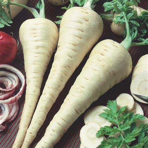 parsnip gladiator f1 kings seeds direct