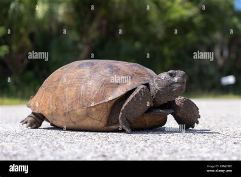 Endangered Turtle Walking On Highway Pavement Wild Gopher Tortoise