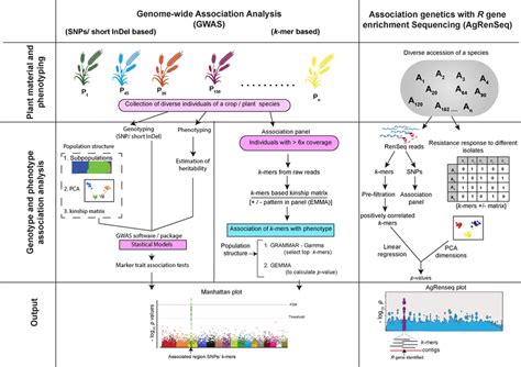 A Flowchart Representation Of Snp Short Indel And K Mer Based Download Scientific Diagram