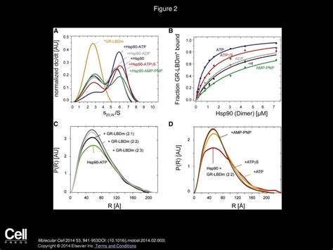 Modulation Of The Hsp90 Chaperone Cycle By A Stringent Client Protein Ppt Download