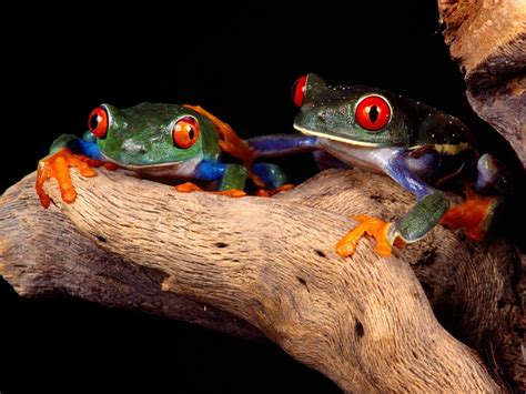 Green Tropical Rainforest Looking Forest Tree Macro Black Background Tree Frog Climbing