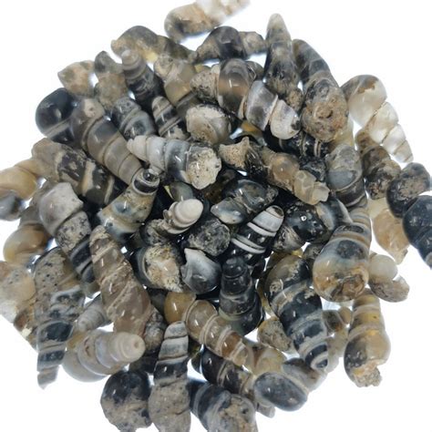 Agatized Elimia Shell Fossil