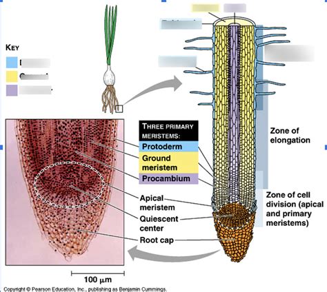 Root Apical Meristem Mt1 Diagram Quizlet
