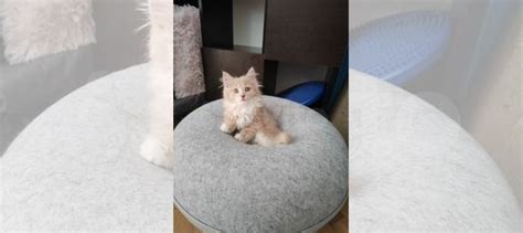 Забронирована) Котенок девочка-принцесса купить в Москве | Животные и ...