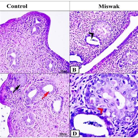 Paraffin Sections Stained By Hx And E Explained Gland Formation A The Download Scientific