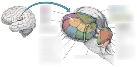 thalamic nuclei diagram quizlet
