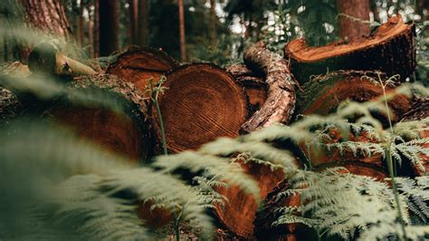 Observability Engineering With Logs In Golang · Giuseppe Santoros Blog