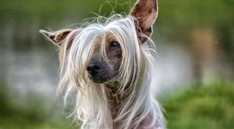 13 Razas De Perros Mexicanos Y Otros Cachorros Populares En México 2025