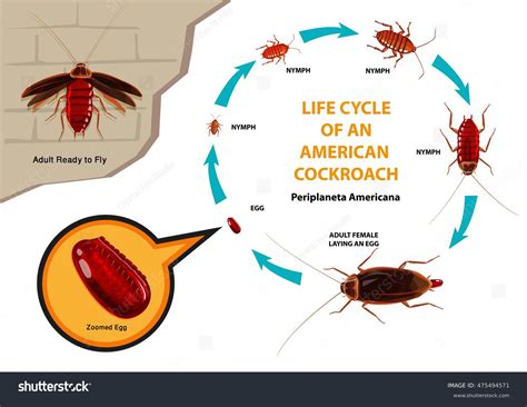 Life Cycle American Cockroach Scientific Name Stock Vector Royalty