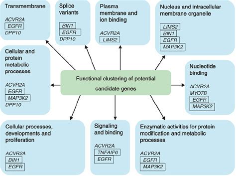 Functional Clustering Of The Genes Present Within The Keloid