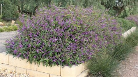 Hardenbergia Violacea Purple Coral Pea Australian Native Guide Agt