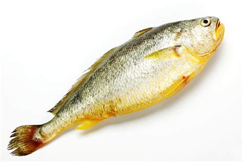 띵굴마켓 해동 부세조기중국산