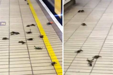 Meet The Sex Pest Of The Crustacean World Male Banana Fiddler Crabs Coerce Females Into